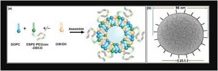 DSPE-PEG (2000) Amine کد 880128P - شیمی مرک